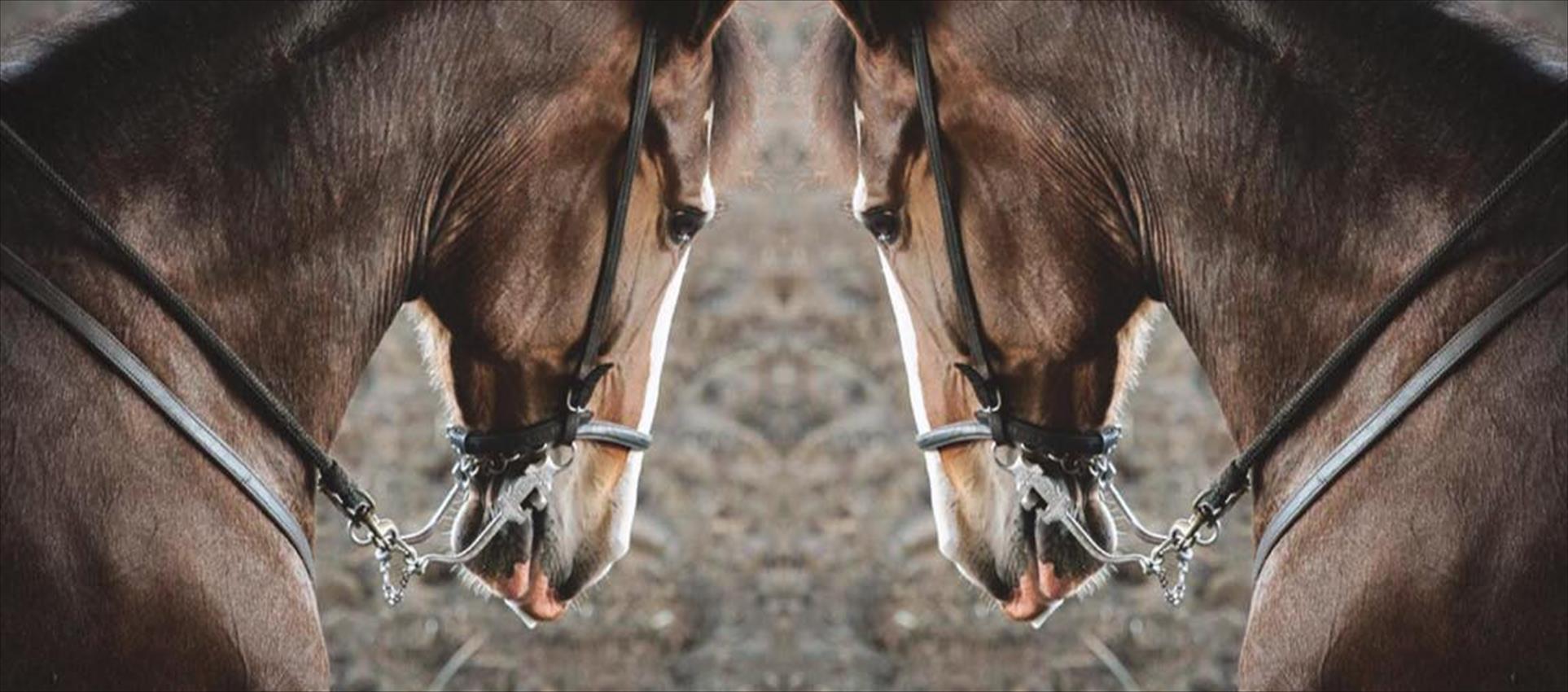 Asociación de criadores del caballo costarricense de Paso. | Ascacopa Asociación de criadores del caballo costarricense de Paso. | Ascacopa